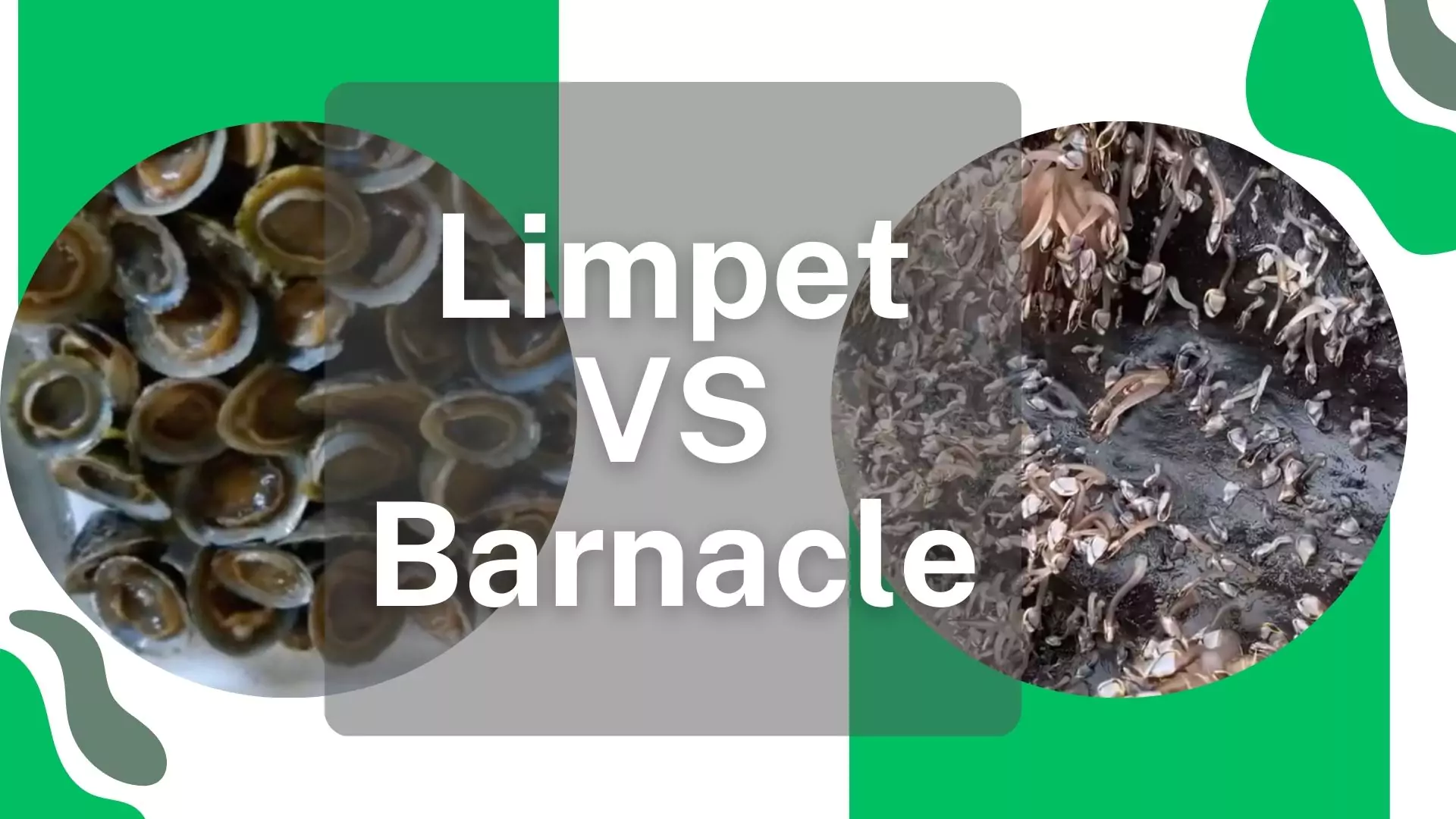 Limpets vs Barnacles: The Battle for Survival on Rocky Shores